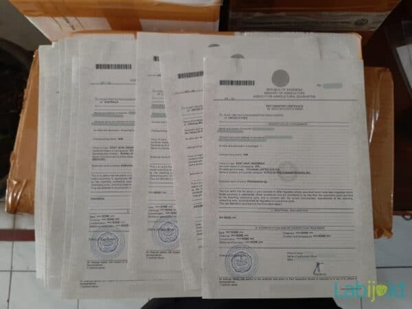 What You Need to Know about Phytosanitary Certificate – Labijo.id