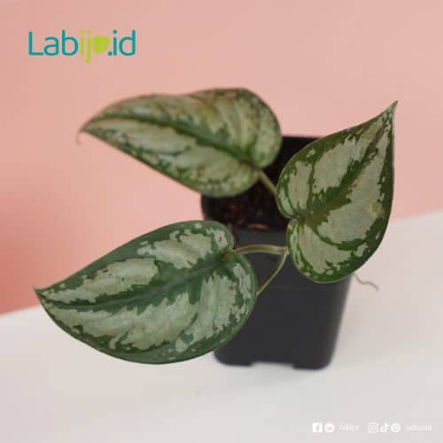 Scindapsus Pictus Snake Scale / Pictus Haask Sale - Labijo.id