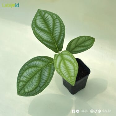 Buy Rare Plants Online - Houseplant Shop - Labijo