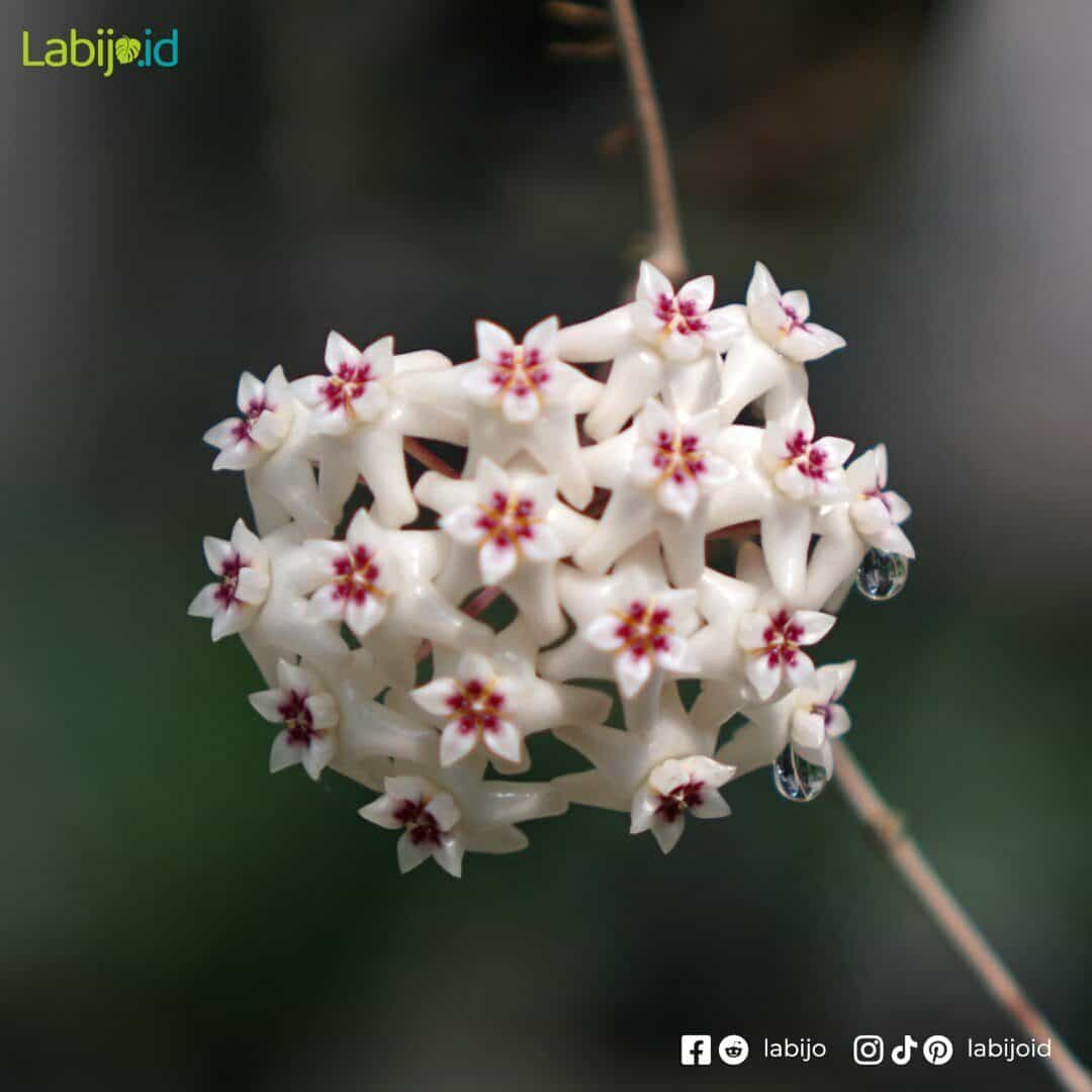 Hoya Plants for Sale | Buy Plant Online at Labijo.id Nursery